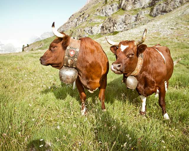 Eringer cows from the Valais » Tradition Julen Zermatt
