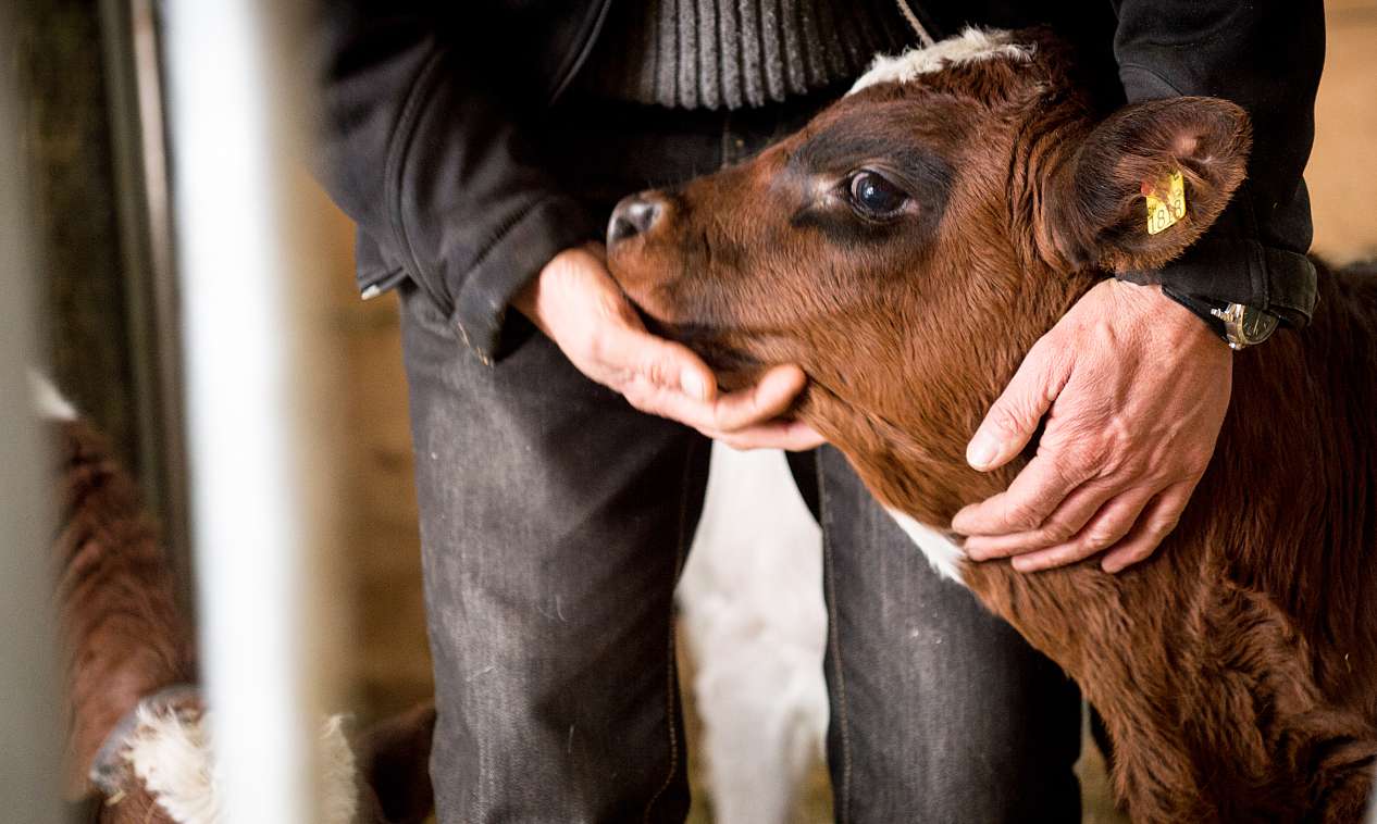 Die Walliser Eringer Kühe » Tradition Julen Zermatt