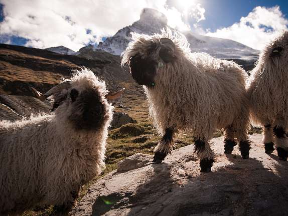 Events and special occasions » Tradition Julen Zermatt
