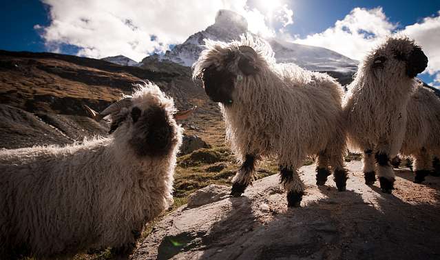 The Valais black nose sheep » Tradition Julen Zermatt