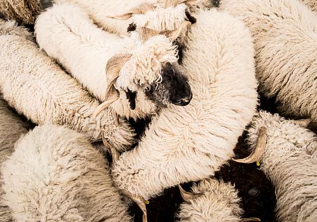 The Valais black nose sheep » Tradition Julen Zermatt