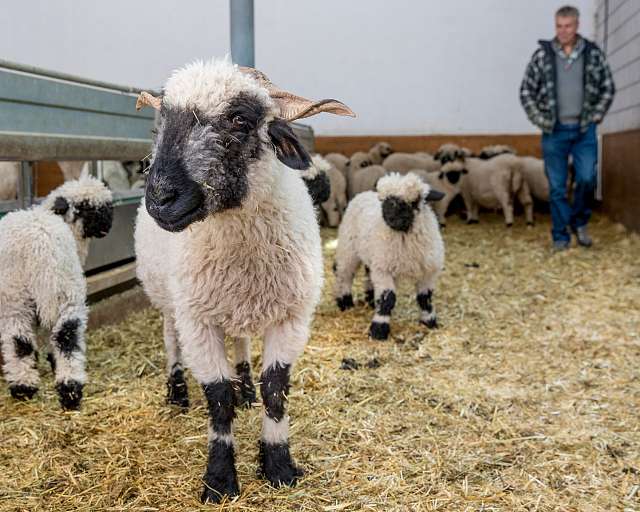 Visit the black nose sheep » Tradition Julen Zermatt