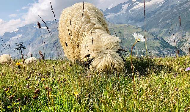 Summer offers and events » Tradition Julen Zermatt