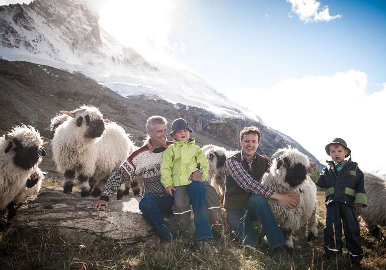Walliser Schwarznasenschafe » Tradition Julen Zermatt